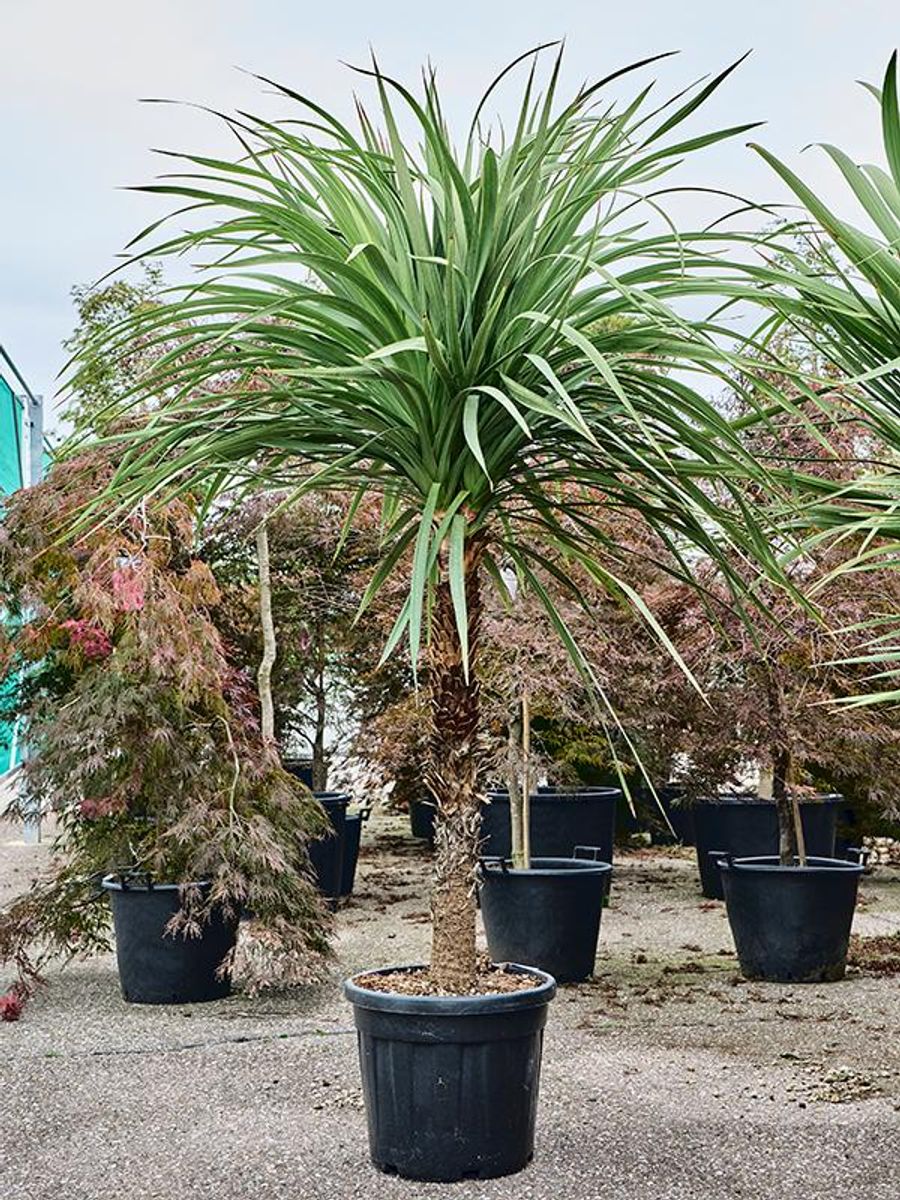 Cordyline indivisa — Plant Wholesale FlorAccess