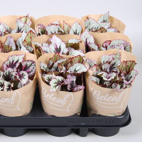 Begonia BELEAF MIX — Plant Wholesale FlorAccess