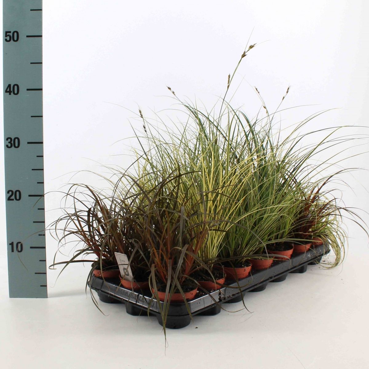 Carex MIX — Plant Wholesale FlorAccess