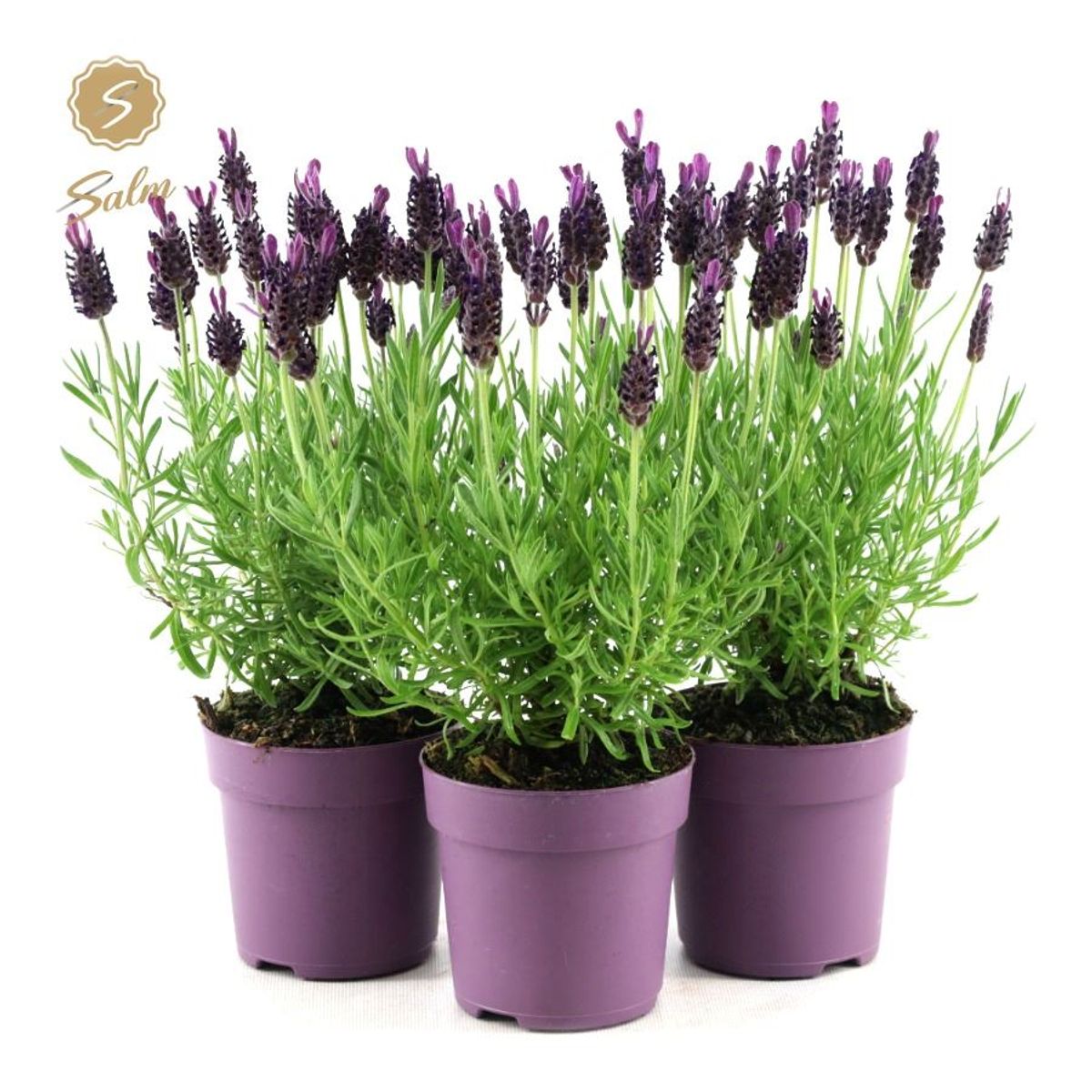 Lavandula stoechas 'Anouk' — Plant Wholesale FlorAccess