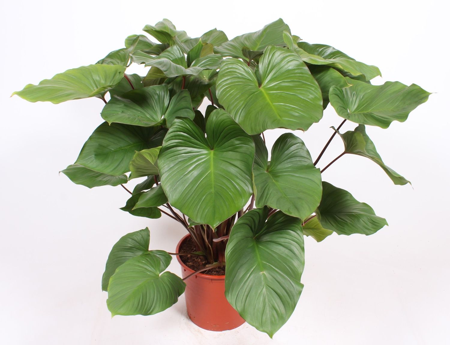 Homalomena rubescens 'Maggy' — Plant Wholesale FlorAccess