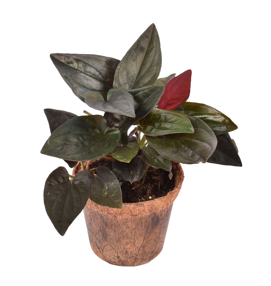 Syngonium erythrophyllum 'Red Arrow' — Plant Wholesale FlorAccess