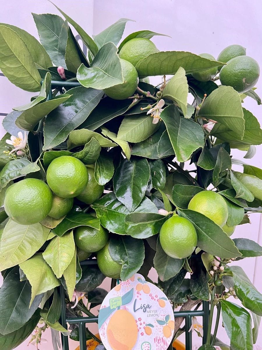 Citrus x meyeri 'Meyer' — Plant Wholesale FlorAccess