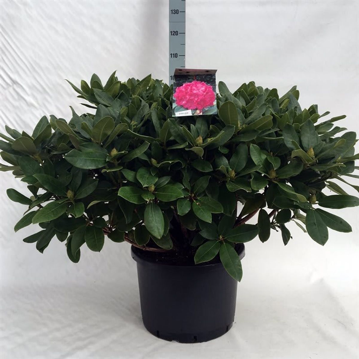 Rhododendron 'Germania' — Plant Wholesale FlorAccess