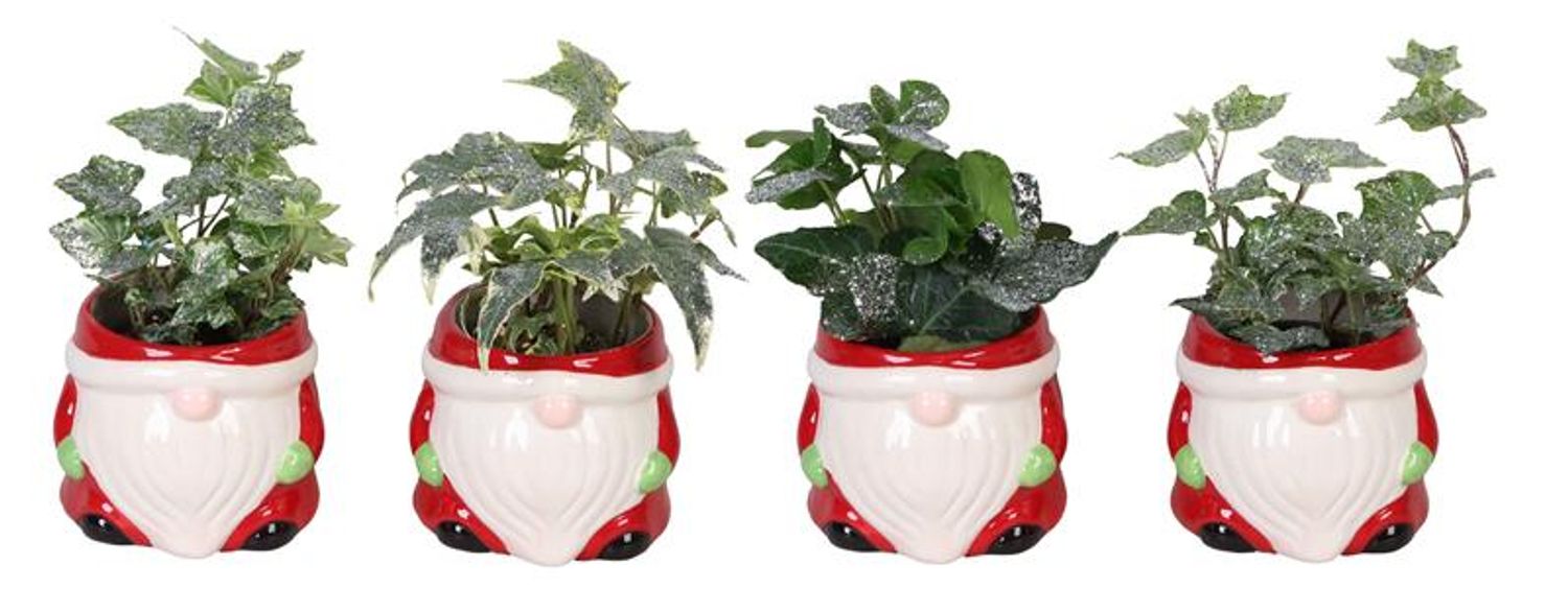 Hedera MIX — Toptan Bitki Satışı FlorAccess