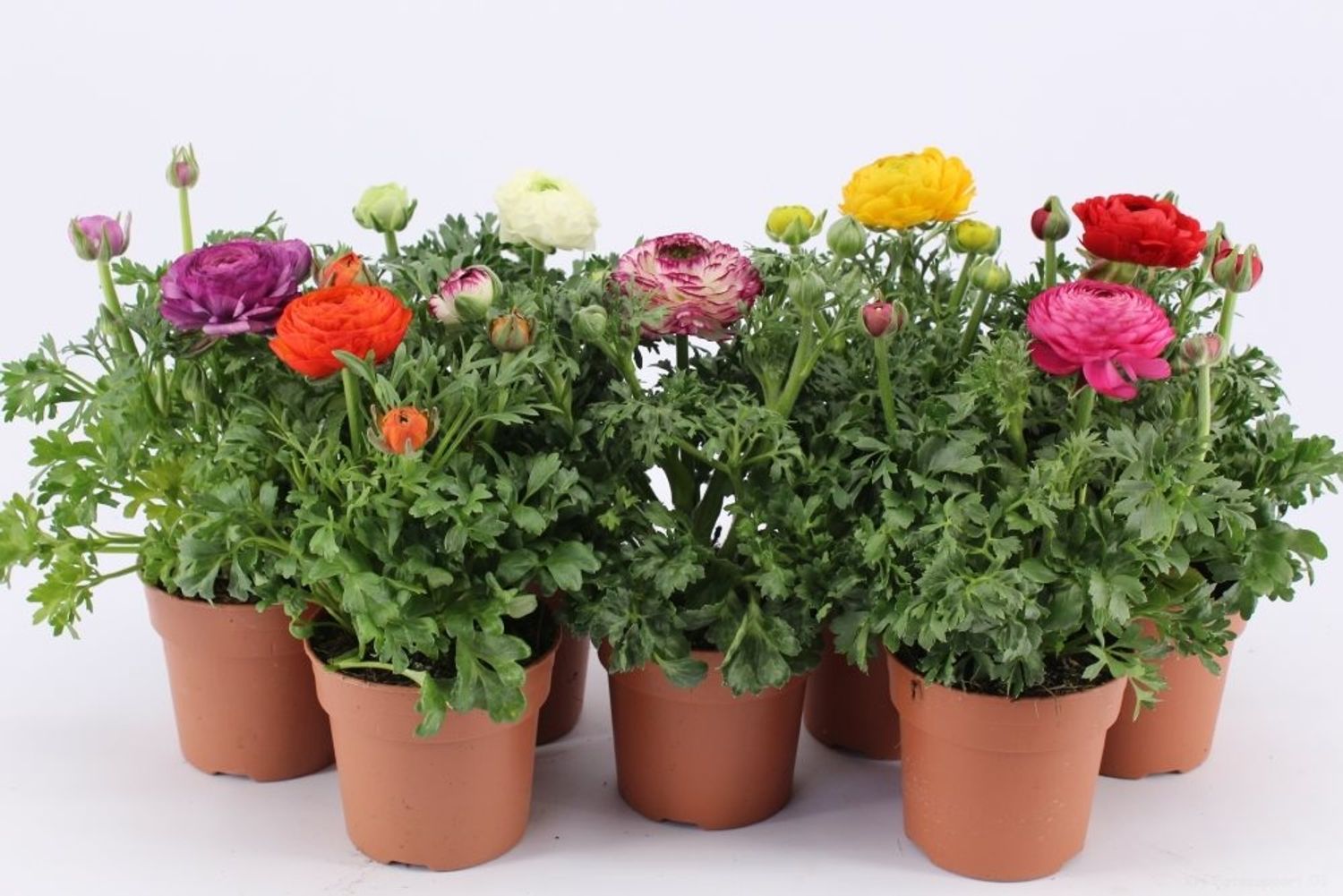 Ranunculus SPRINKLES MIX — Plant Wholesale FlorAccess