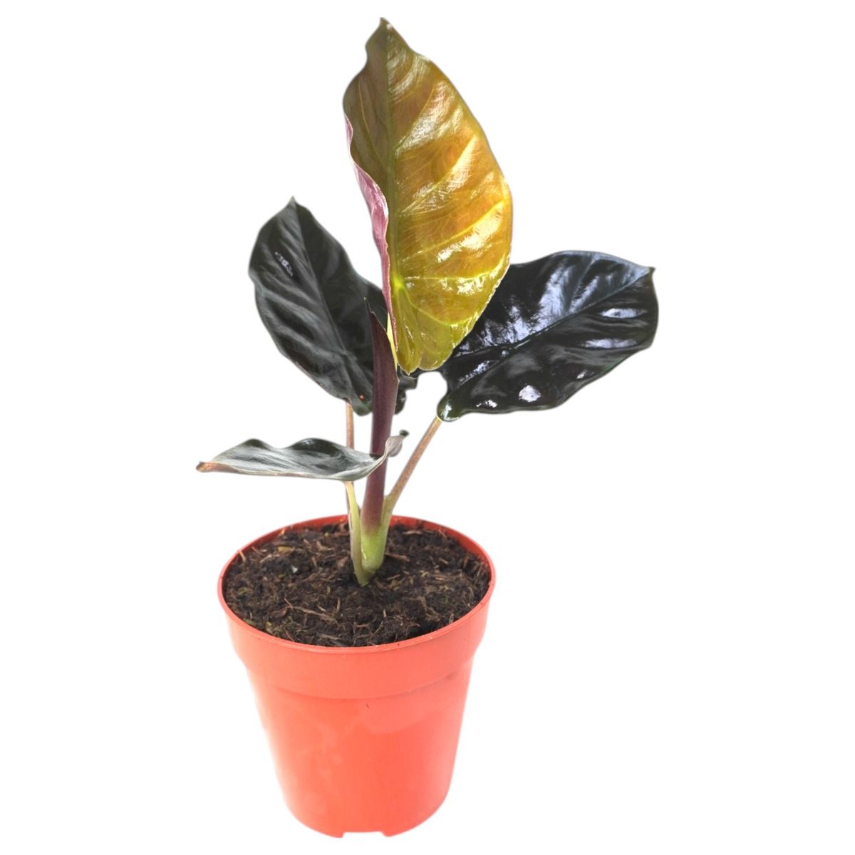 Alocasia infernalis — Plant Wholesale FlorAccess