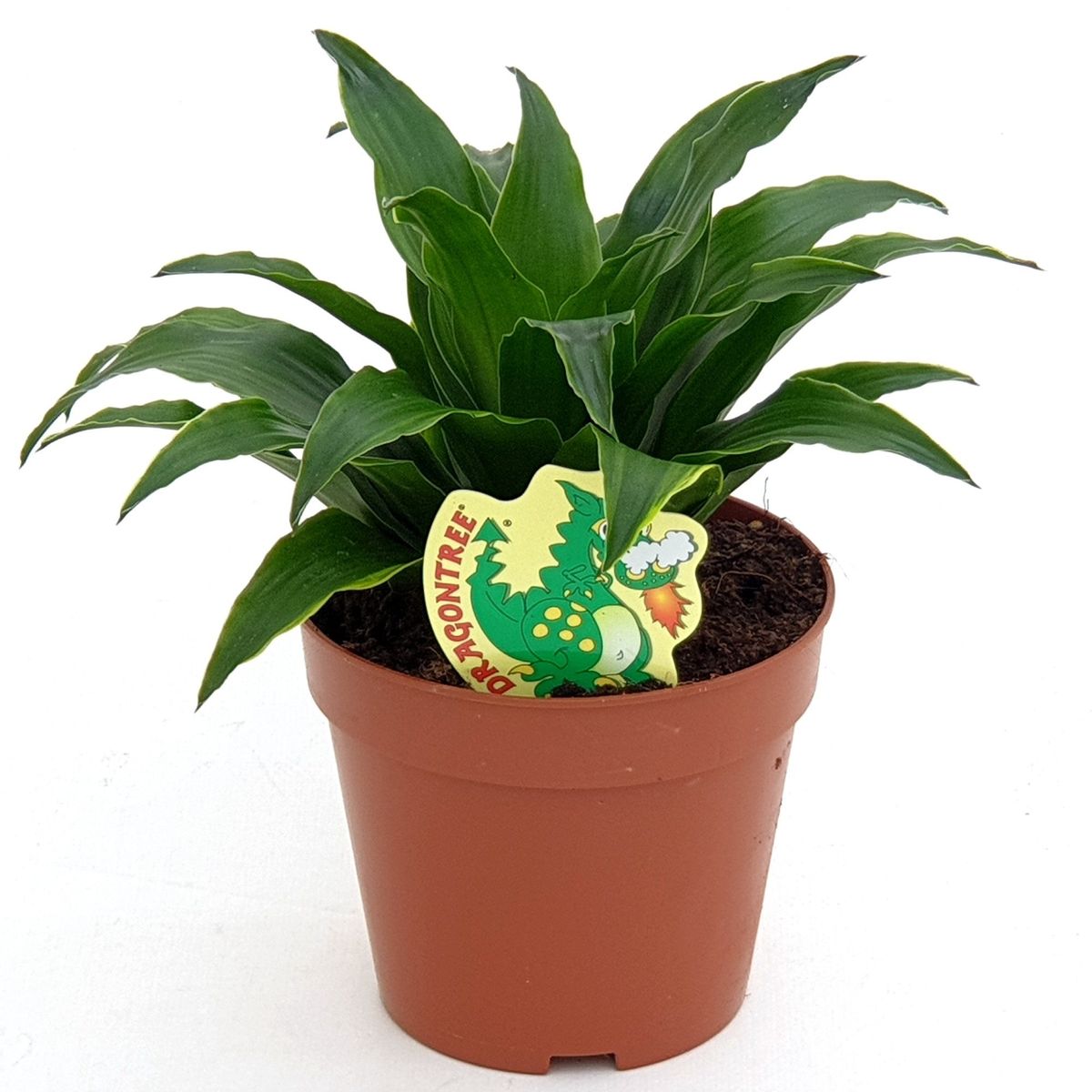 Dracaena fragrans 'Lemon Compacta' — Plant Wholesale FlorAccess