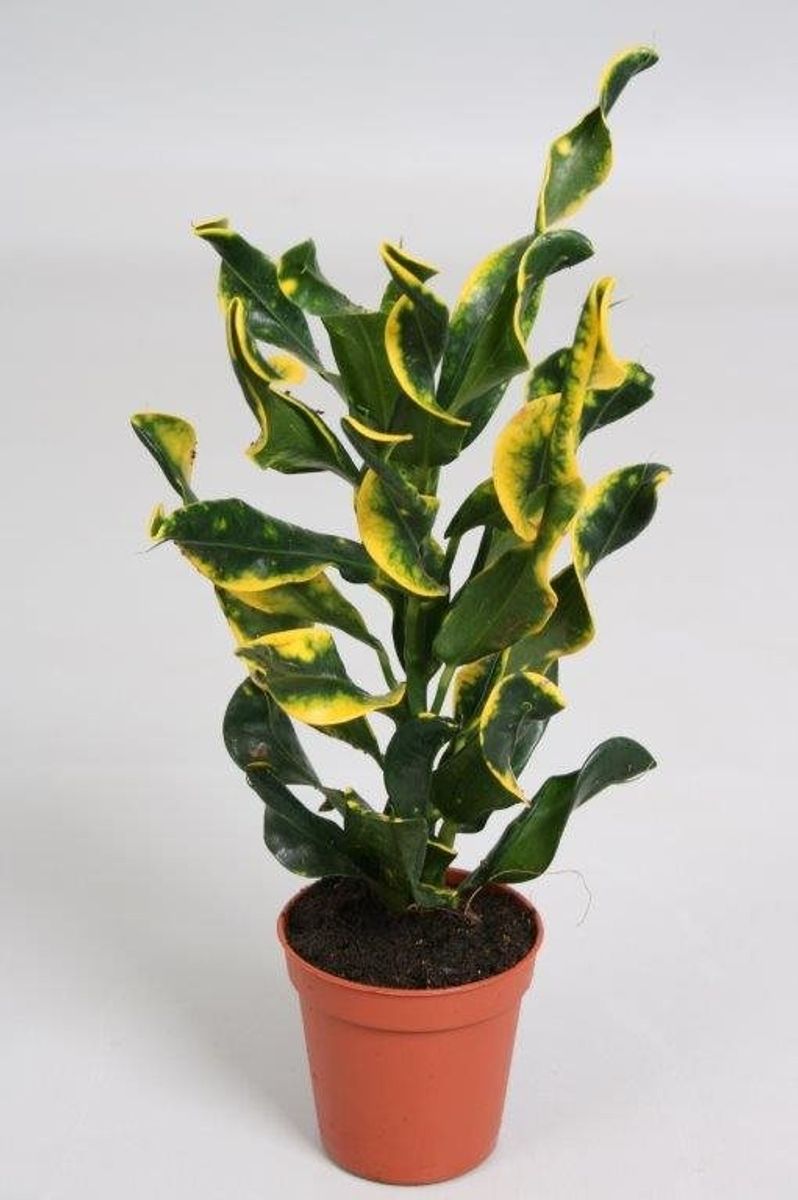 Codiaeum variegatum 'Mini Curly' — Mayorista de plantas FlorAccess