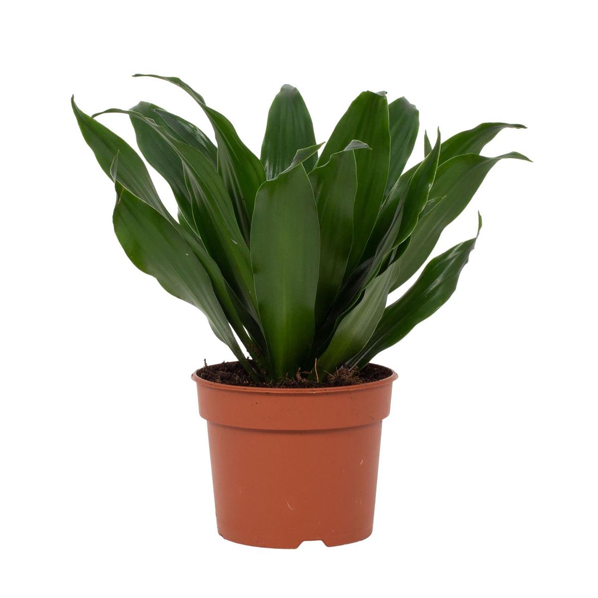 Dracaena fragrans 'Compacta' — Plant Wholesale FlorAccess