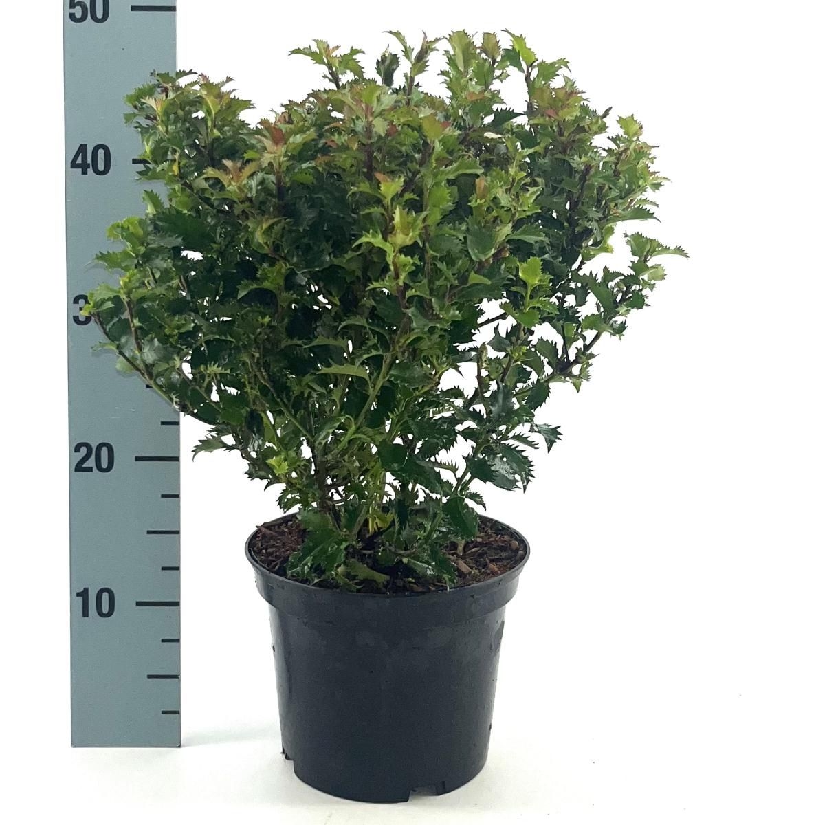 Ilex x meserveae LITTLE RASCAL — Plant Wholesale FlorAccess