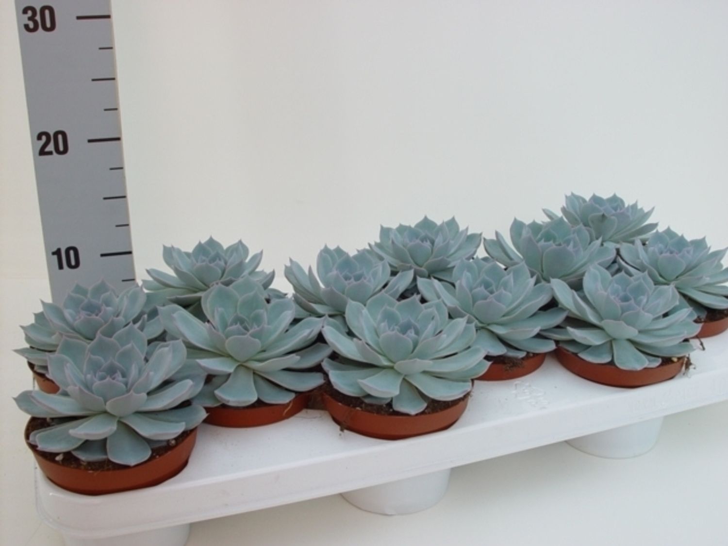 Echeveria colorata — Plant Wholesale FlorAccess