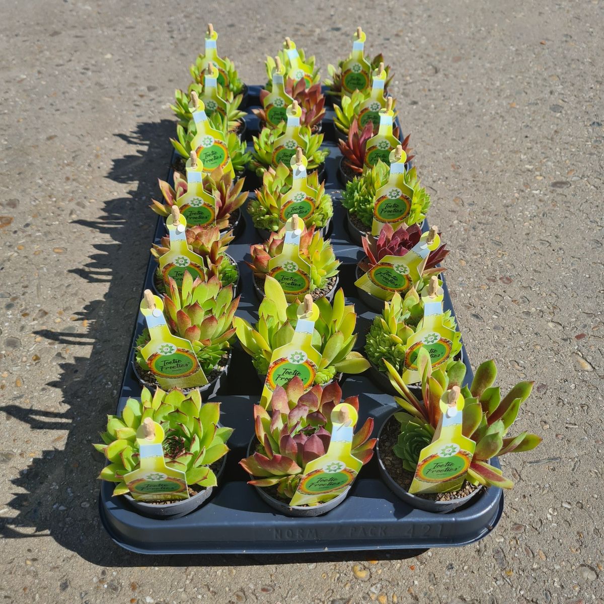 Sempervivum TOETIE FROETIES MOJITO MIX — Plant Wholesale FlorAccess