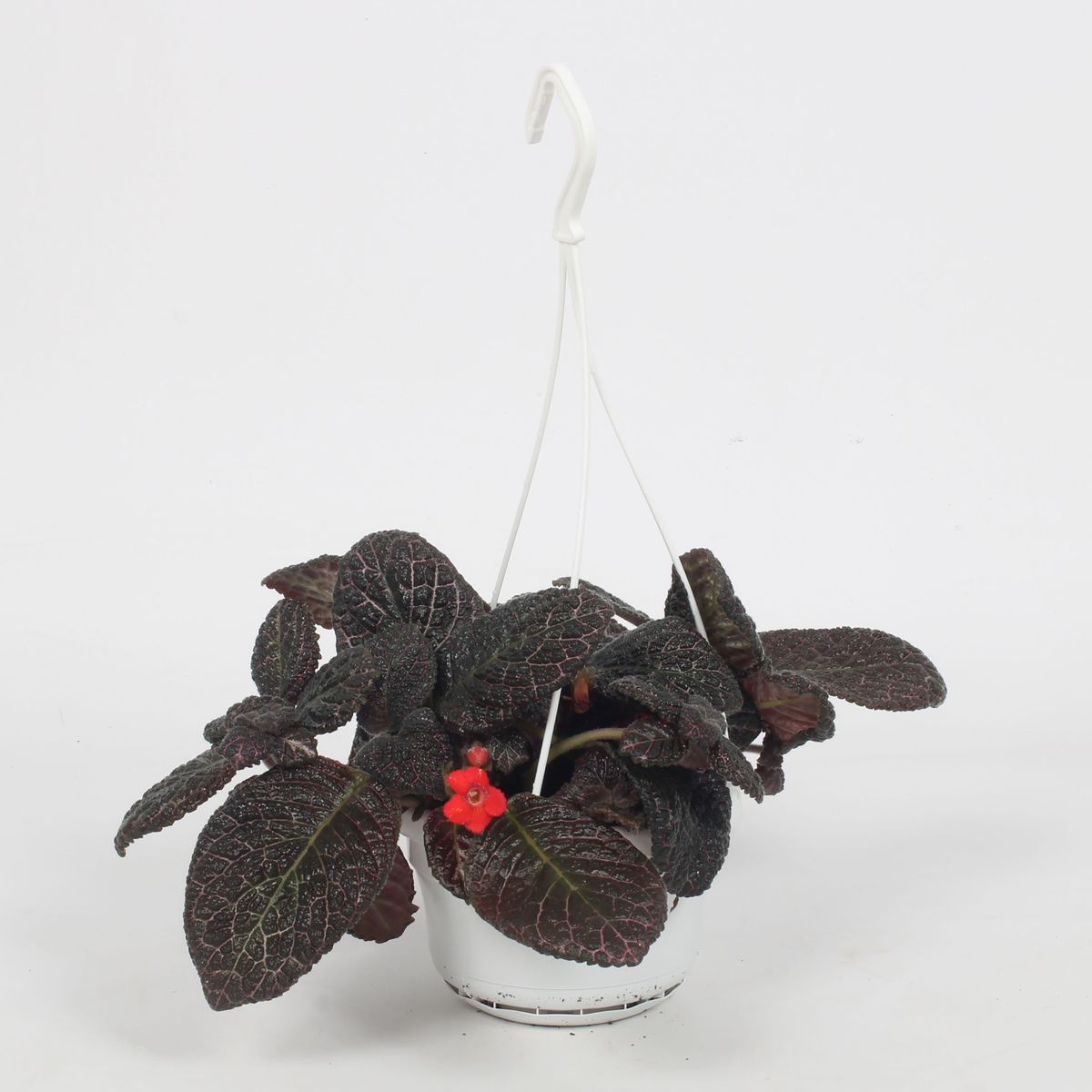 Episcia 'Red Crocodile' — Plant Wholesale FlorAccess
