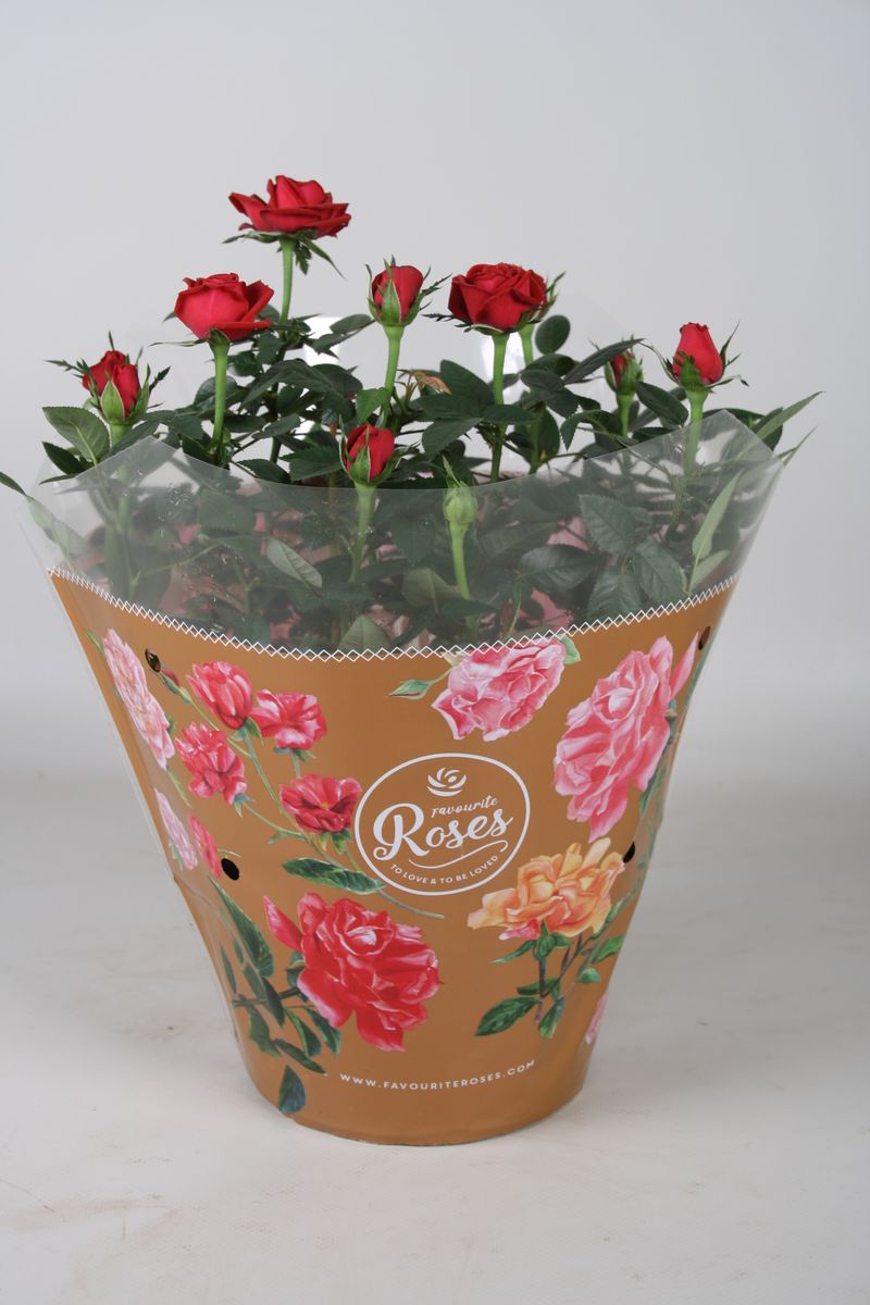 Rosa FAVOURITE ROSES RED — Plant Wholesale FlorAccess