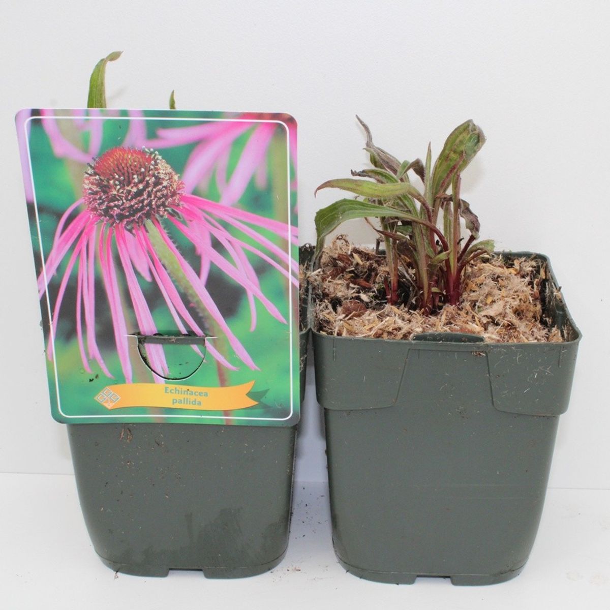 Echinacea pallida — Plant Wholesale FlorAccess