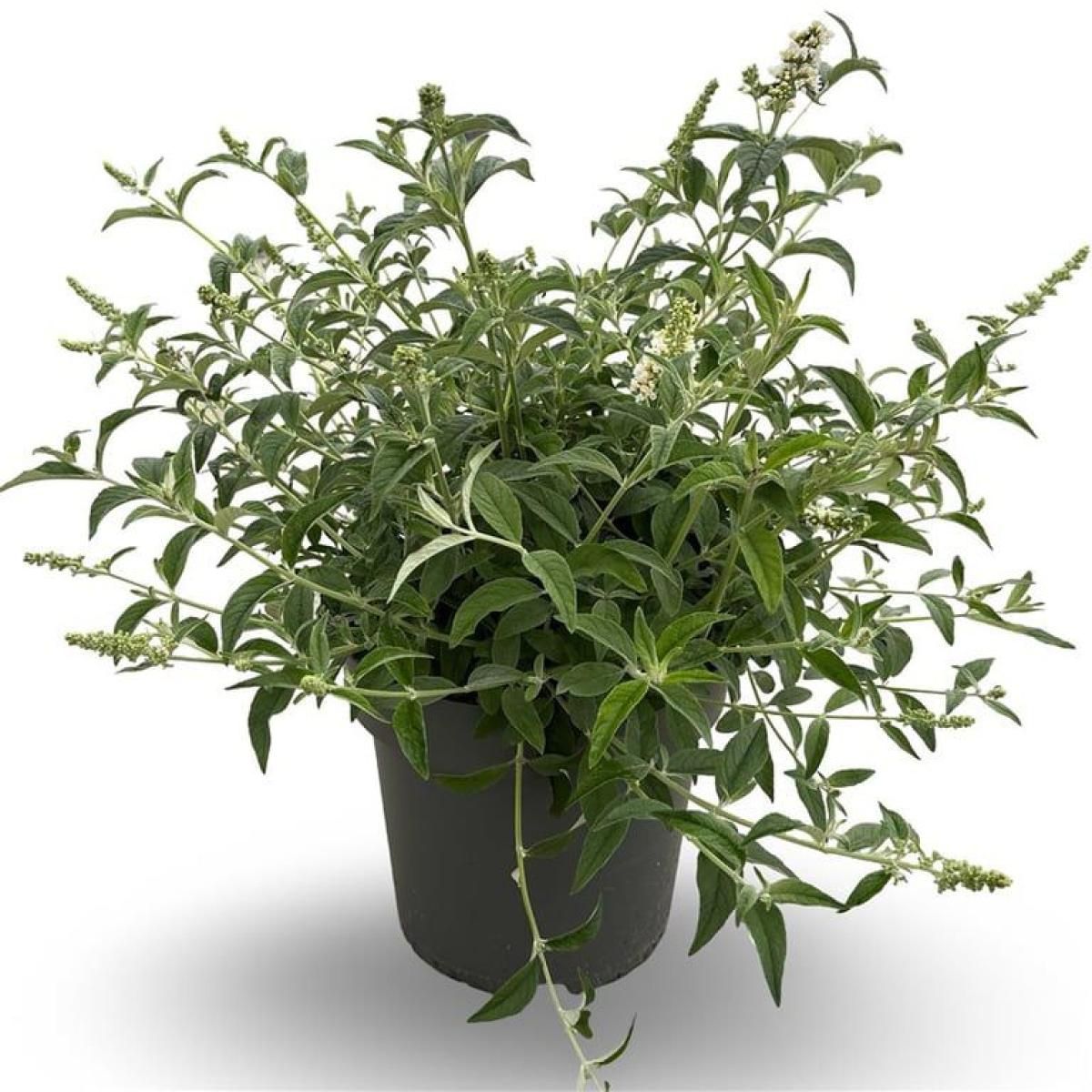 Buddleja WHITE CHIP — Plant Wholesale FlorAccess