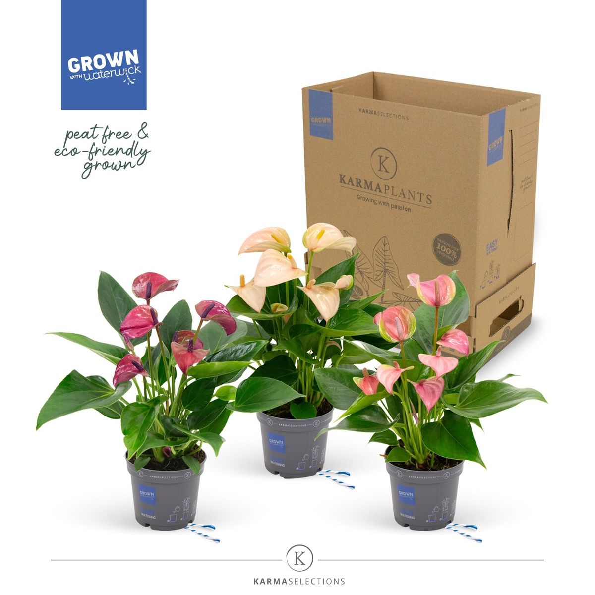 Anthurium MIX — Plant Wholesale FlorAccess