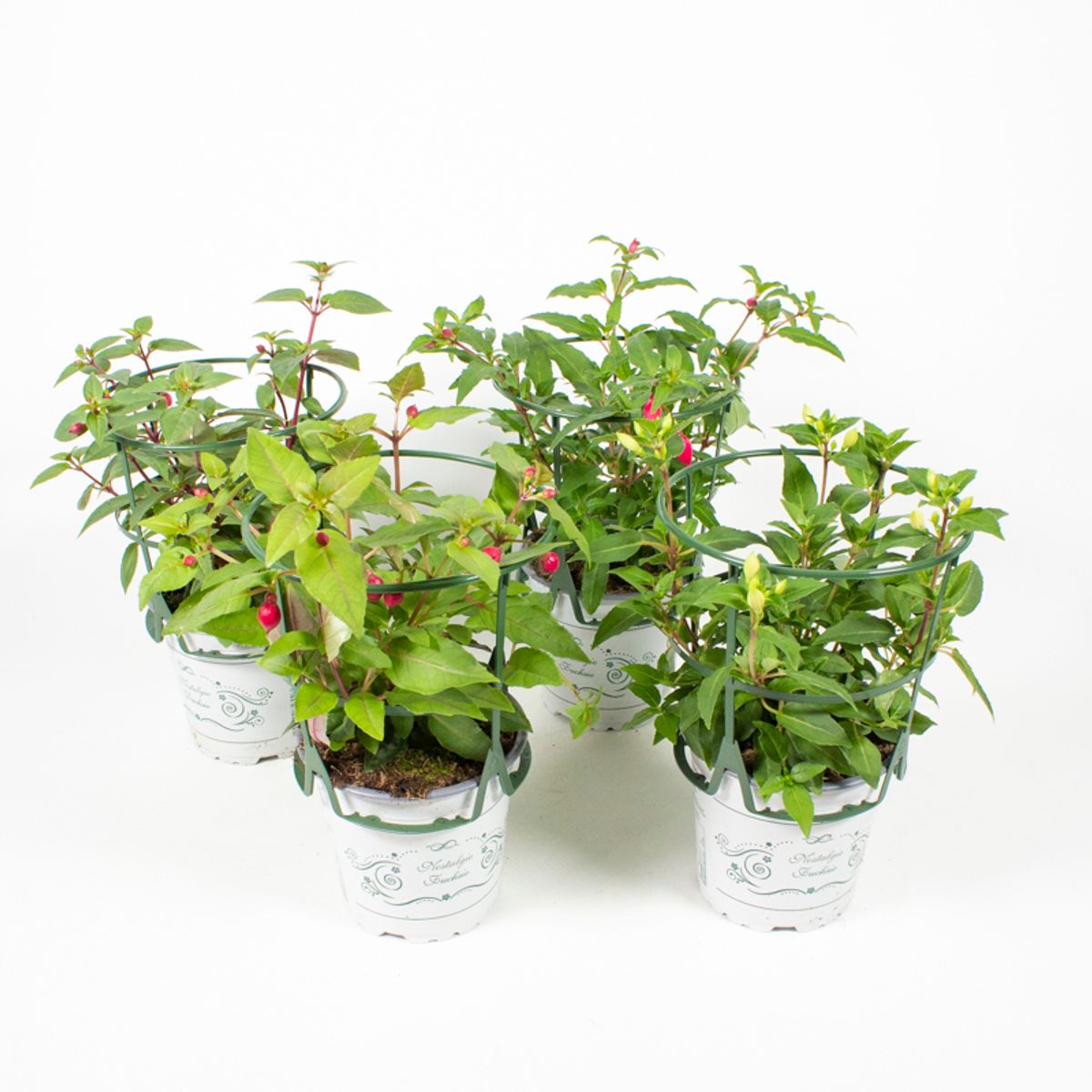 Fuchsia MIX — Plant Wholesale FlorAccess