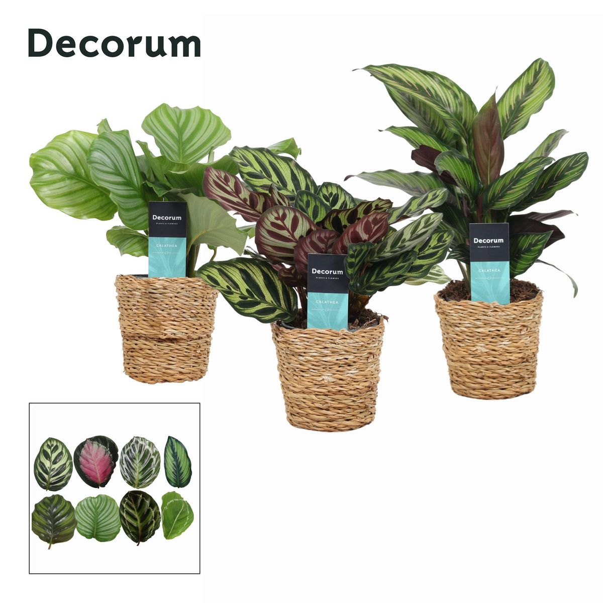 Calathea MIX — Plant Wholesale FlorAccess