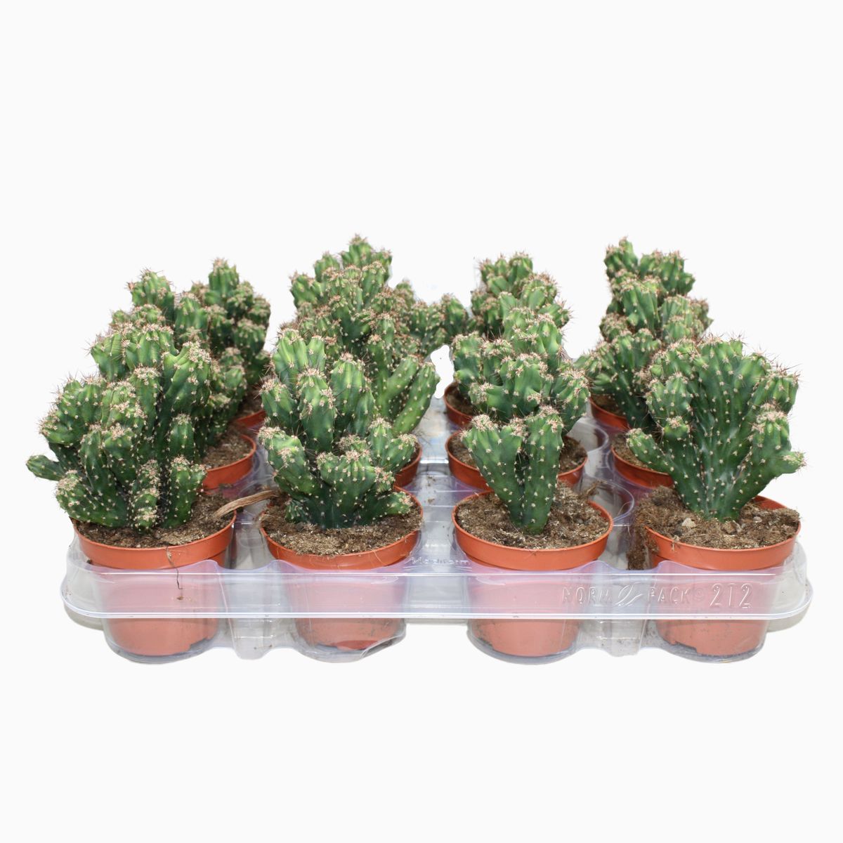 Cereus peruvianus monstrosus — Plant Wholesale FlorAccess