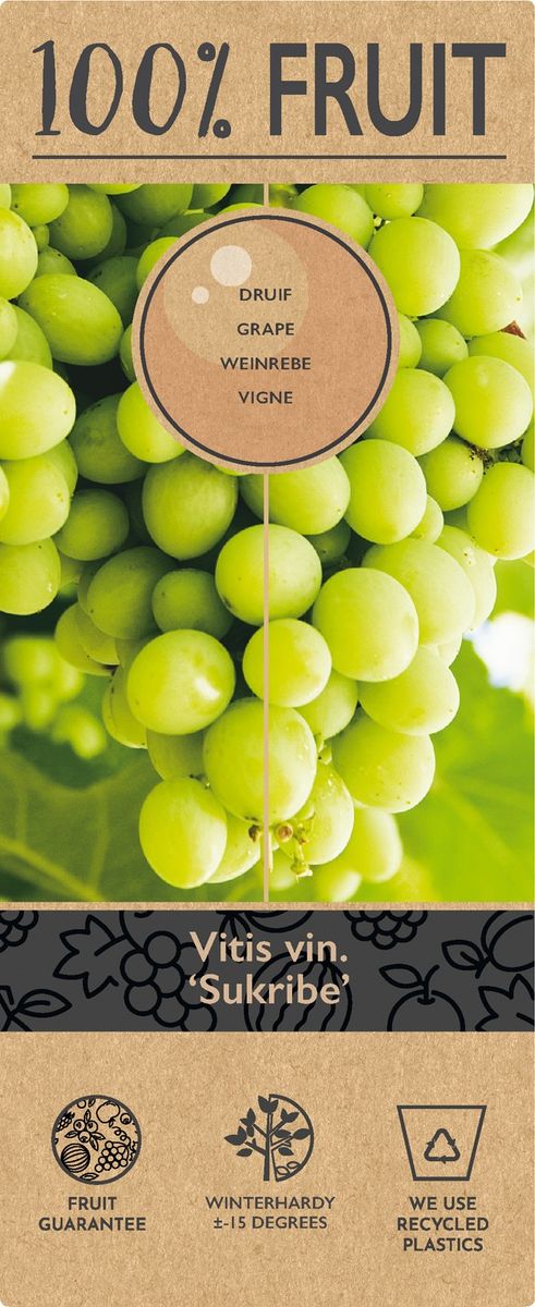Vitis 'Sukribe' — Plant Wholesale FlorAccess