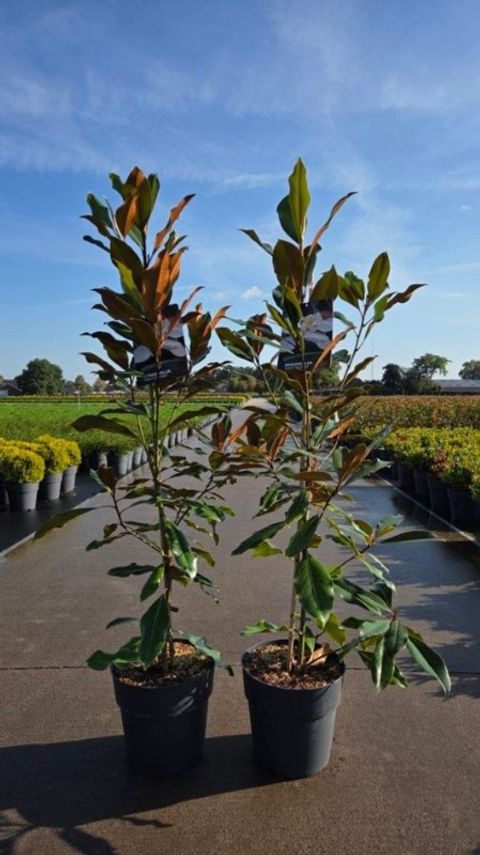 Magnolia grandiflora 'Kay Paris' — Toptan Bitki Satışı FlorAccess