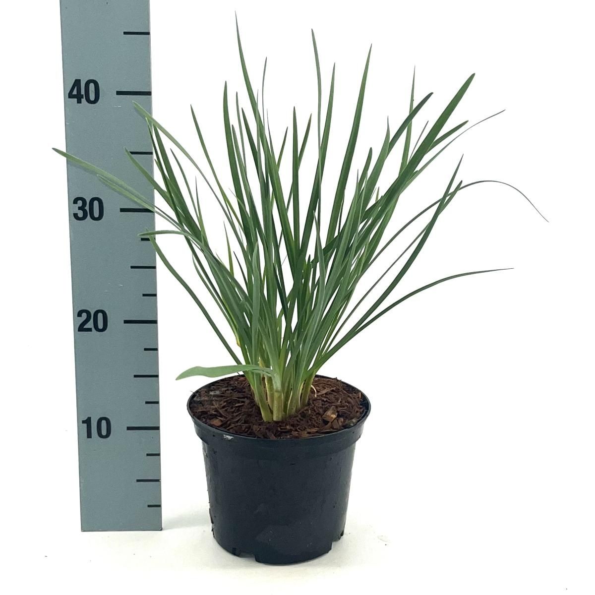 Tulbaghia violacea — Plant Wholesale FlorAccess