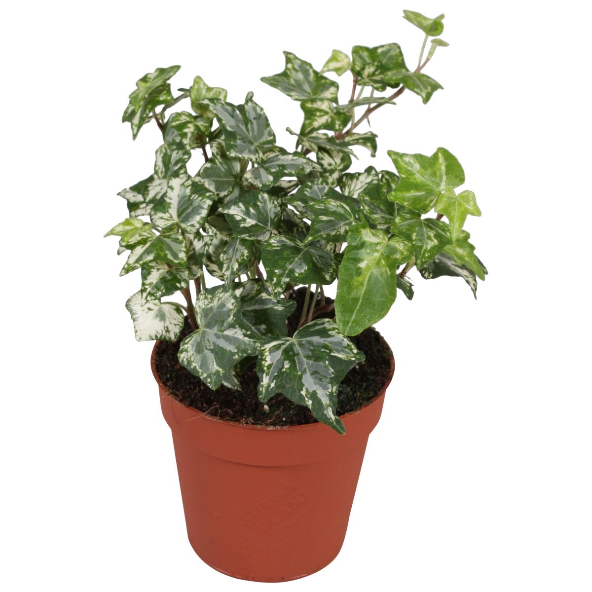 Hedera helix 'Kolibri' — Plant Wholesale FlorAccess