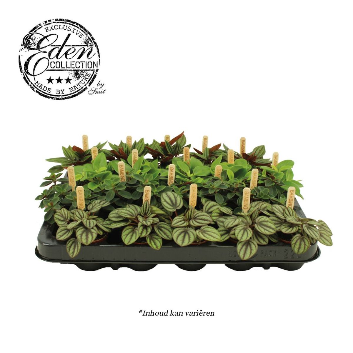 Peperomia MIX — Plant Wholesale FlorAccess