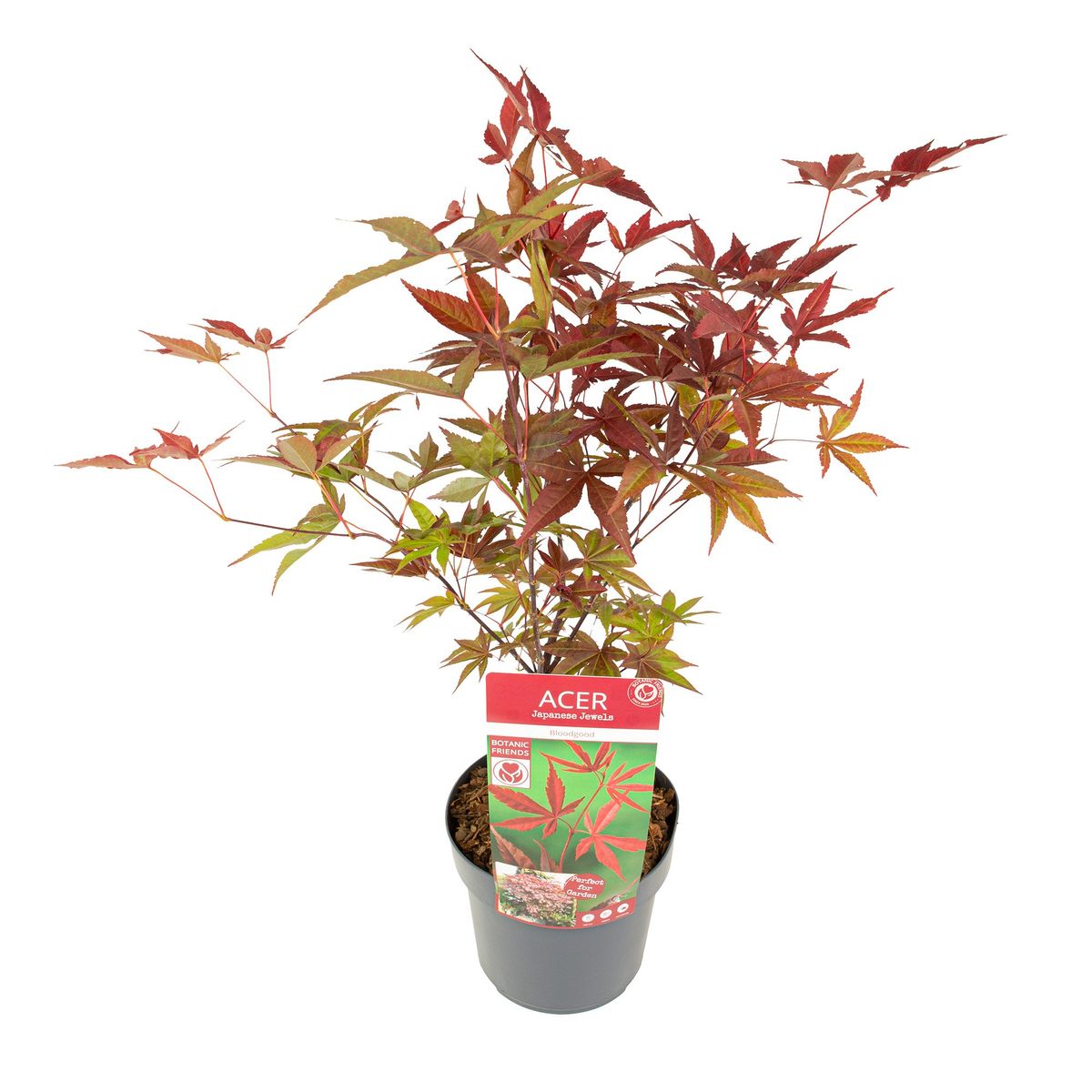 Acer palmatum 'Bloodgood' — Plant Wholesale FlorAccess