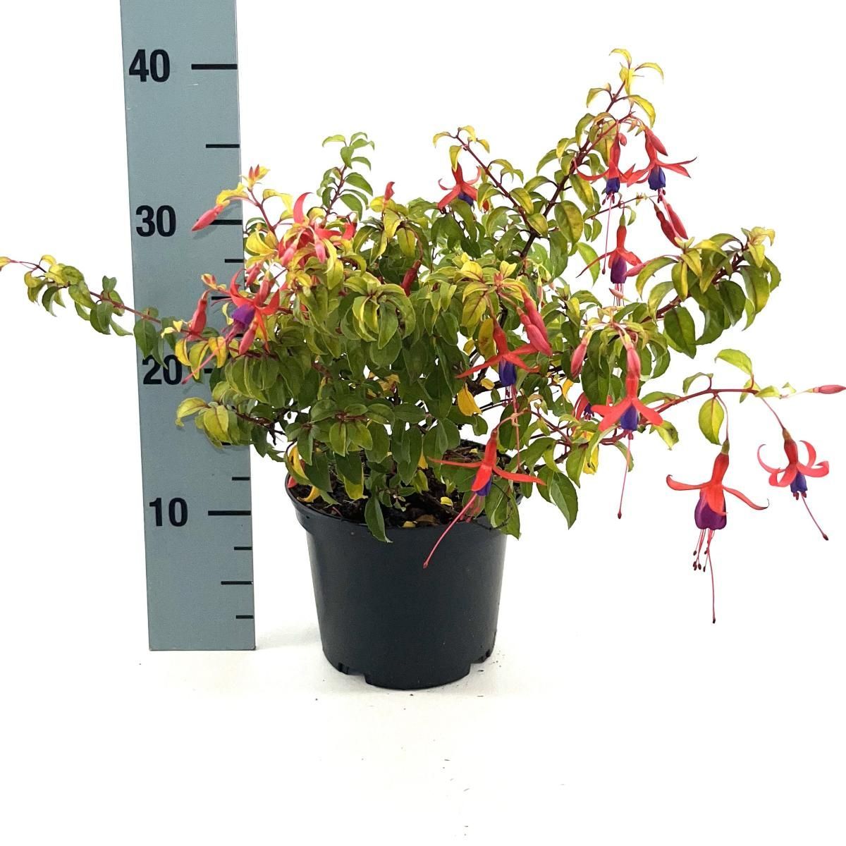 Fuchsia 'Genii' — Plant Wholesale FlorAccess