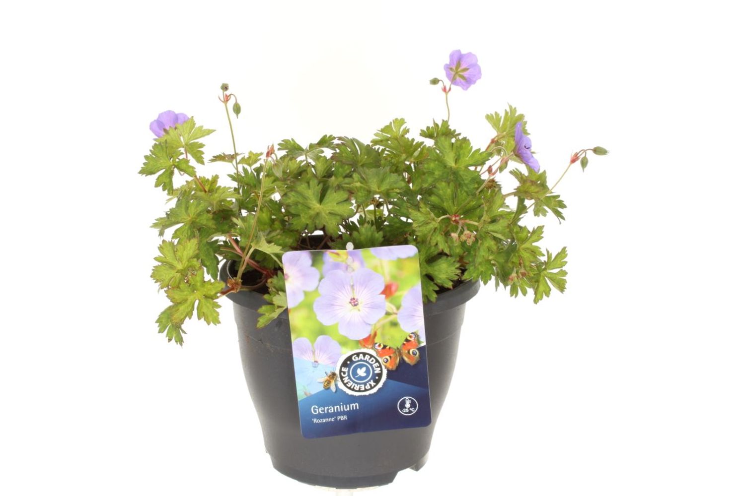 Geranium x riversleaianum 'Rozanne' — Plant Wholesale FlorAccess