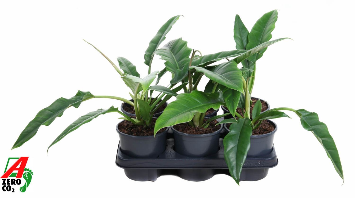 Philodendron 'Narrow Escape' — Plant Wholesale FlorAccess