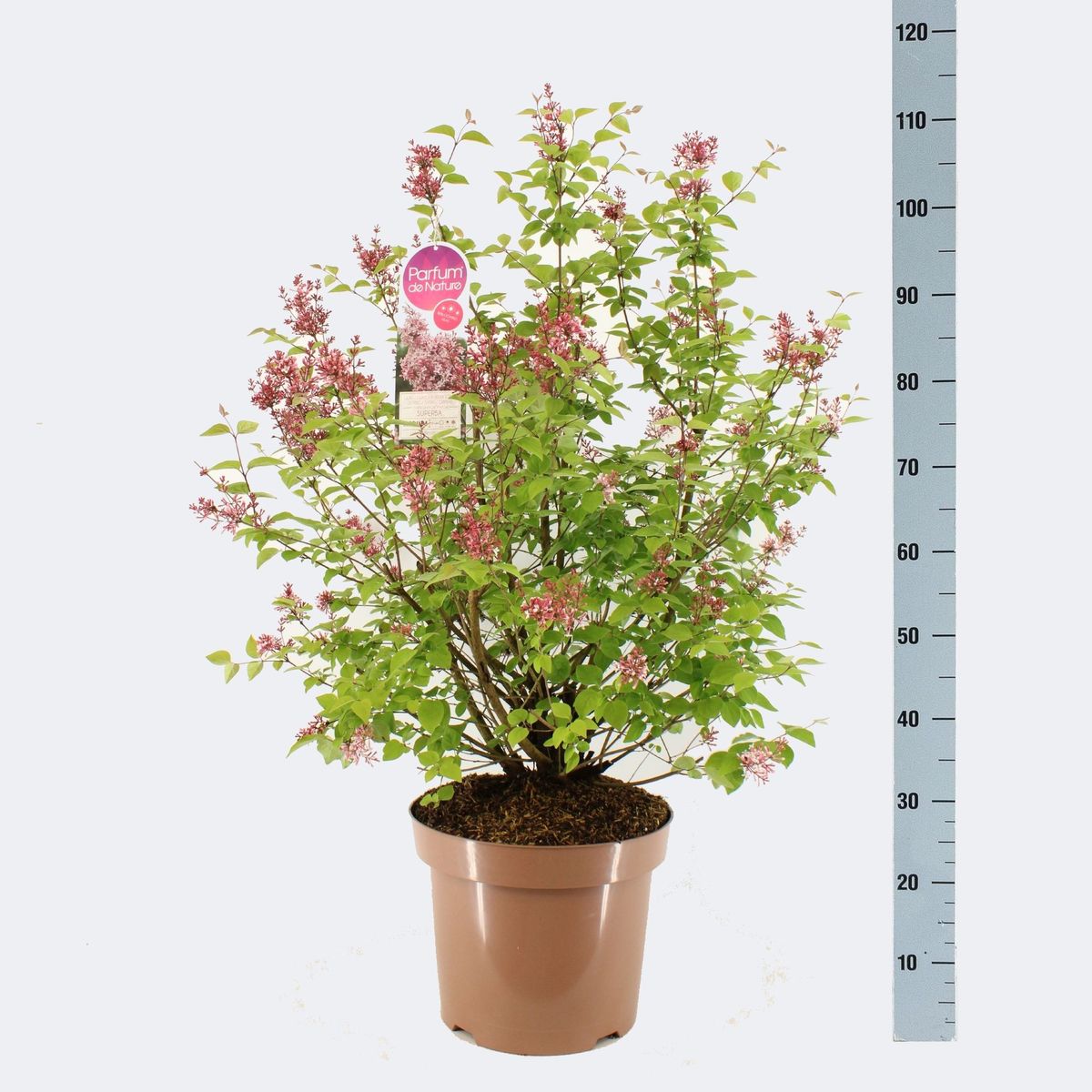 Syringa microphylla 'Superba' — Рослини оптом FlorAccess