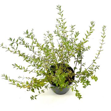 Buddleja alternifolia UNIQUE — Plant Wholesale FlorAccess