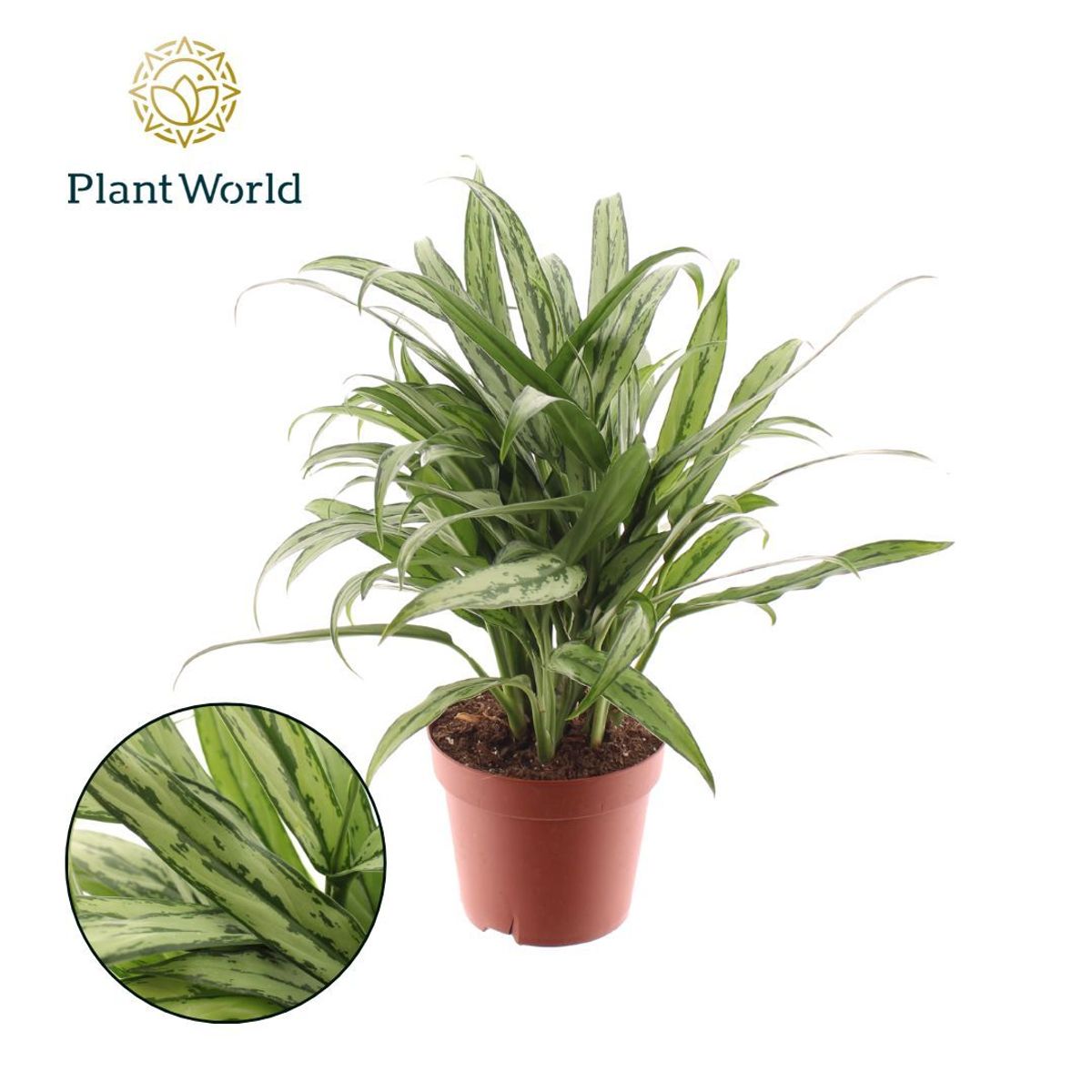 Aglaonema 'Cutlass' — Plant Wholesale FlorAccess