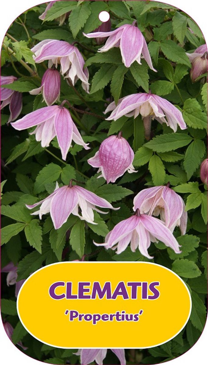 Clematis 'Propertius' (A) — Plant Wholesale FlorAccess