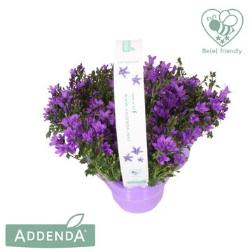 Campanula portenschlagiana AMBELLA INTENS PURPLE — Plant Wholesale ...