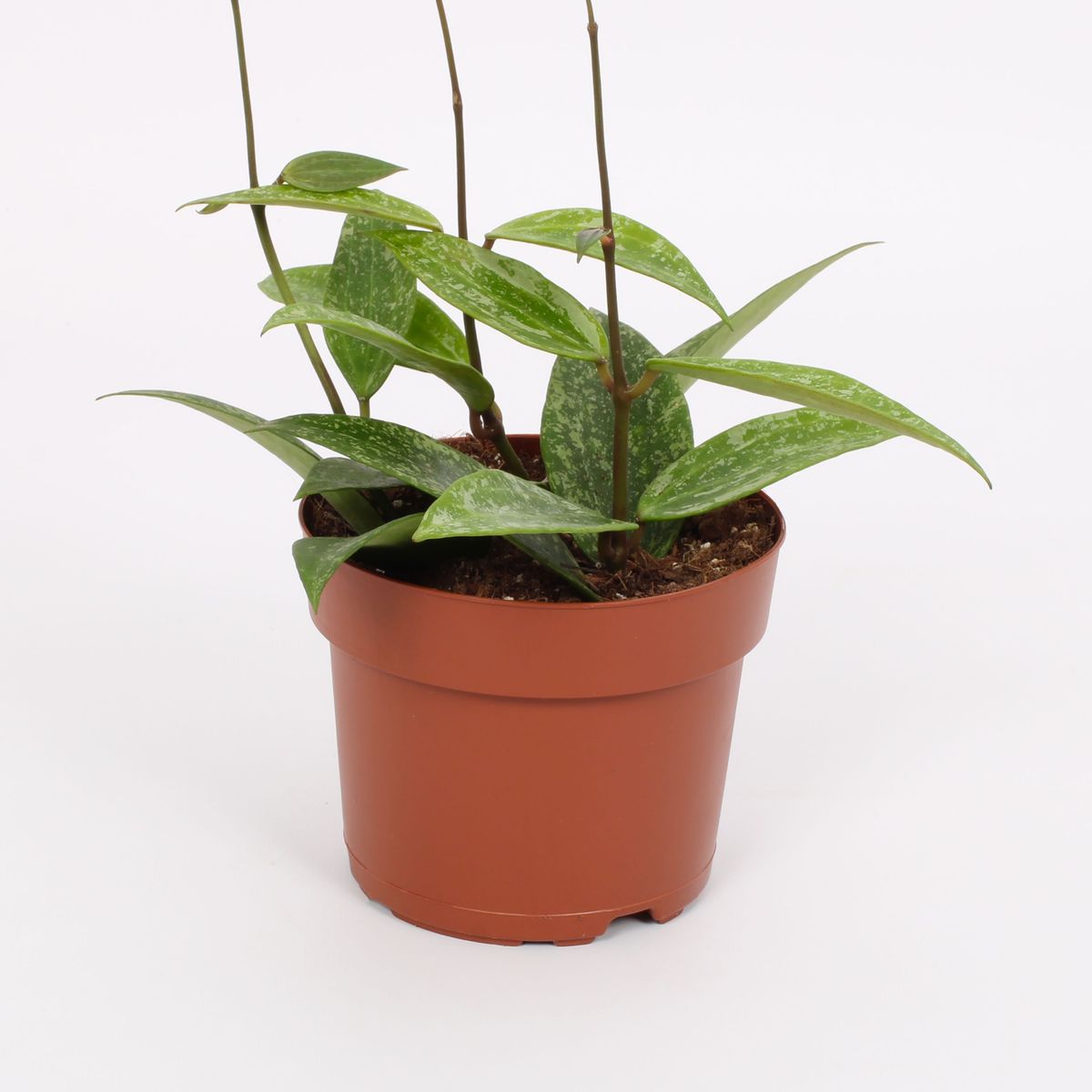 Hoya 'Rangsan' — Plant Wholesale FlorAccess