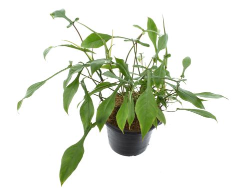 Philodendron 'Joepii' — Plant Wholesale FlorAccess