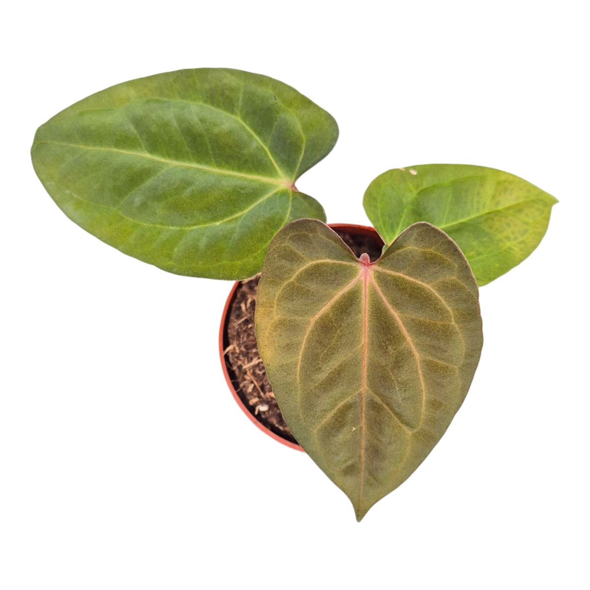 Anthurium Goliath x Bloodqueen — Plant Wholesale FlorAccess