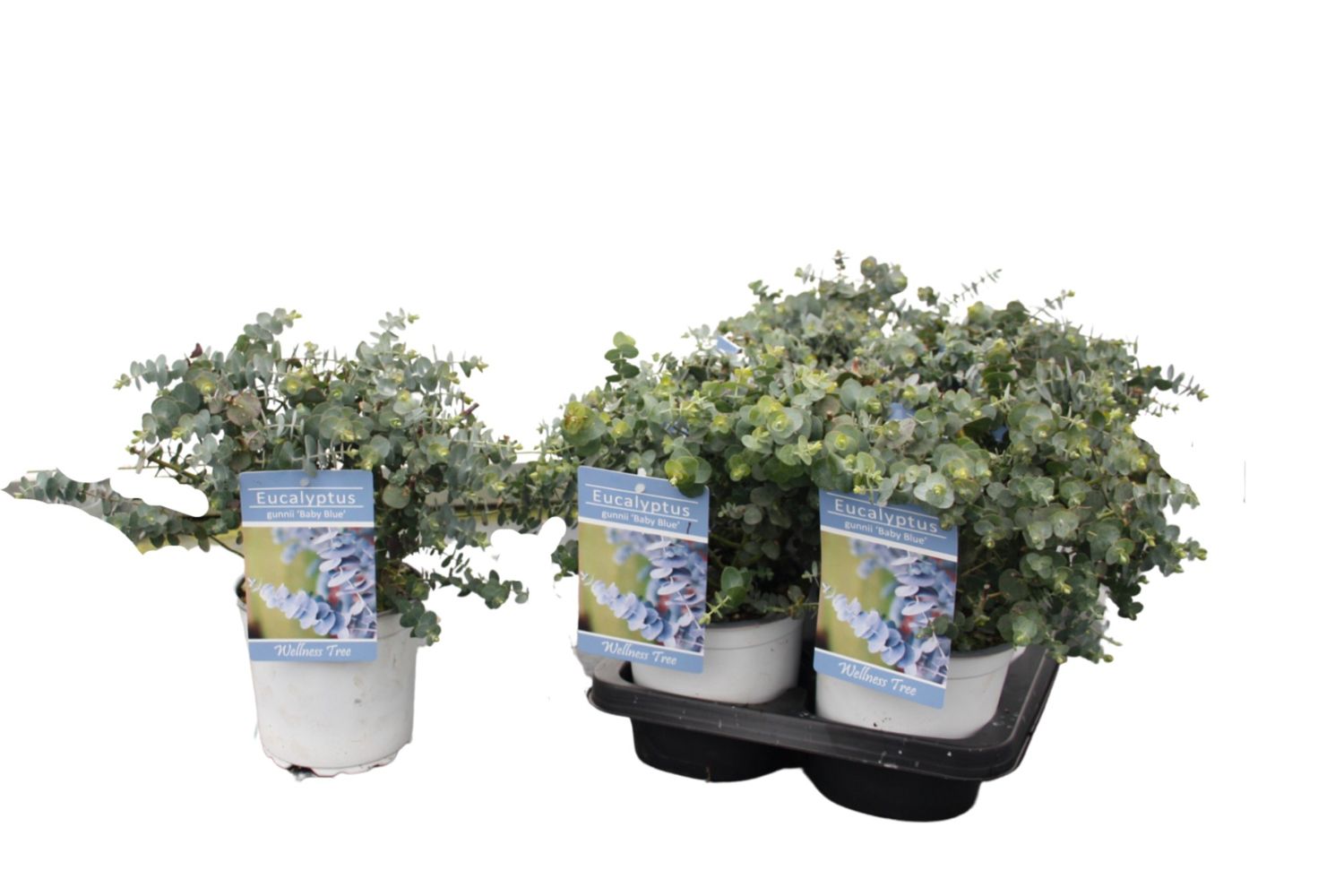 Eucalyptus pulverulenta 'Baby Blue' — Plant Wholesale FlorAccess