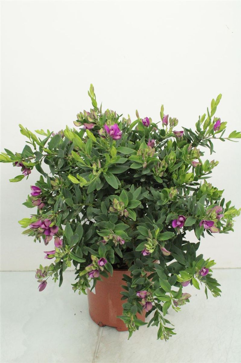 Polygala myrtifolia — Plant Wholesale FlorAccess