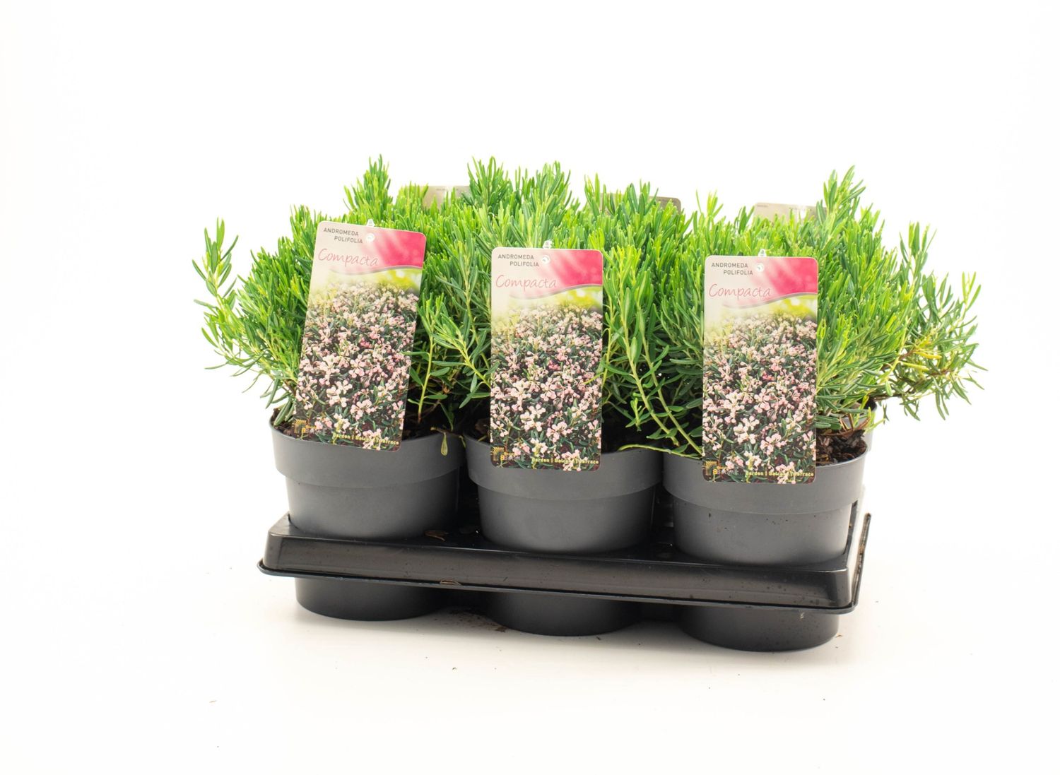 Andromeda polifolia 'Compacta' — Рослини оптом FlorAccess