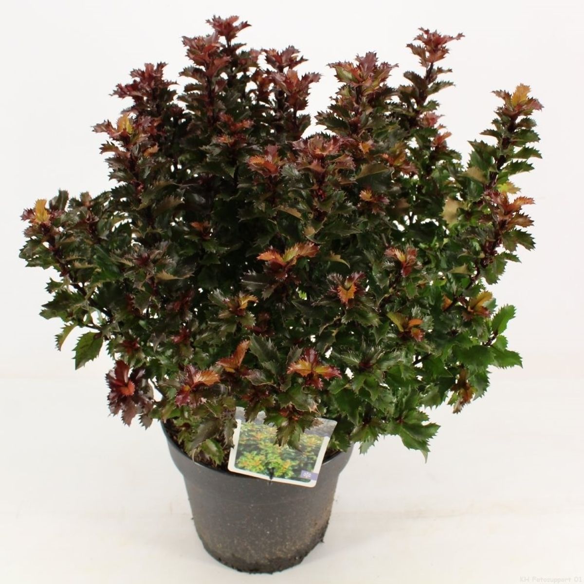 Ilex x meserveae LITTLE RASCAL — Mayorista de plantas FlorAccess