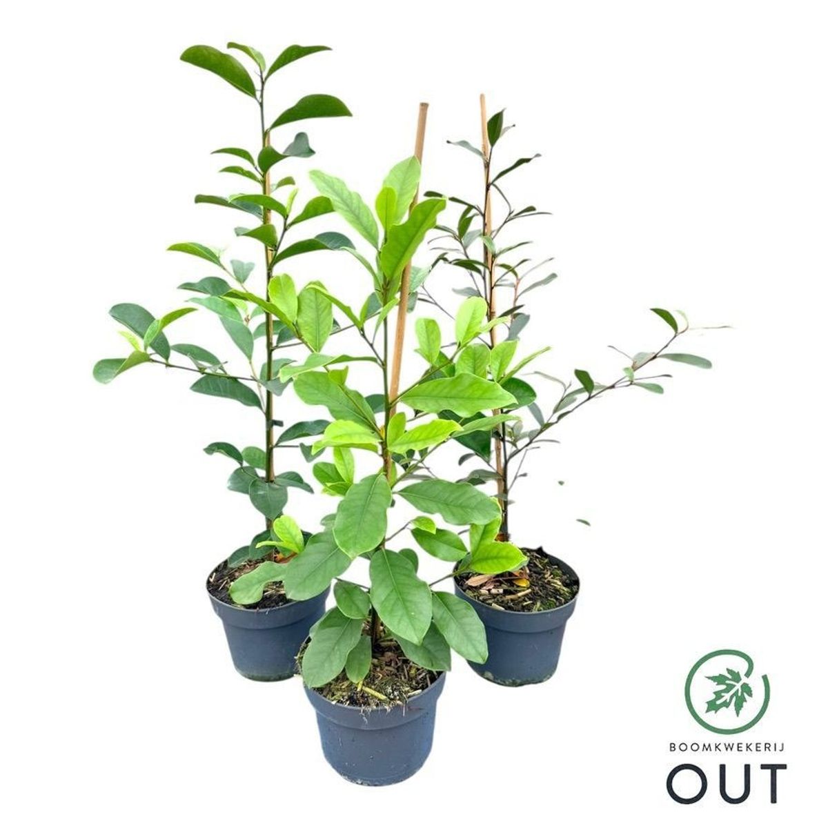 Magnolia FAIRY MIX — Plant Wholesale FlorAccess