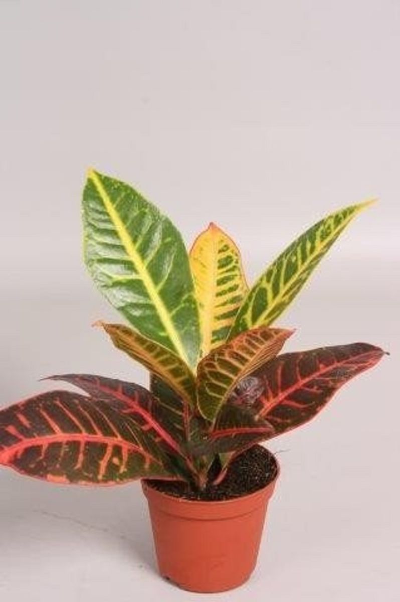 Codiaeum variegatum 'Petra' — Plant Wholesale FlorAccess