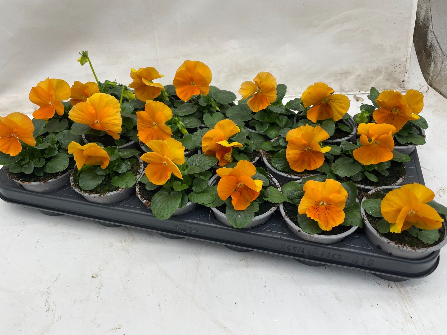 Viola x wittrockiana 'Matrix Clear Orange' — Plant Wholesale FlorAccess