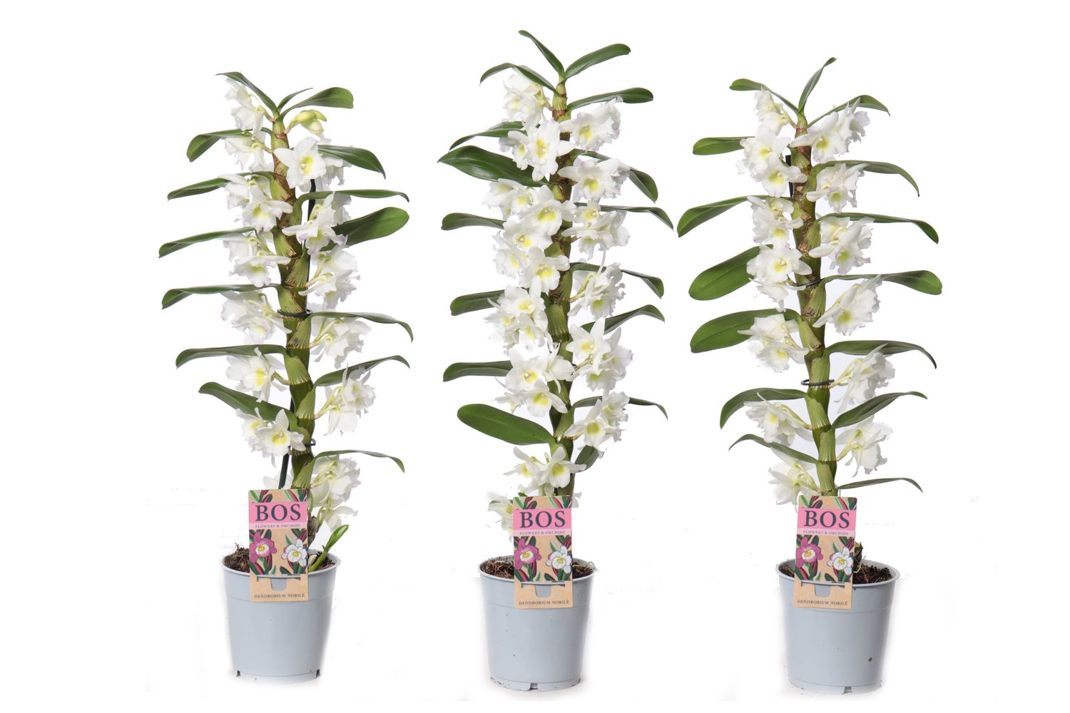 Dendrobium nobile SPRING DREAM STAR CLASS APOLLON — Plant Wholesale ...